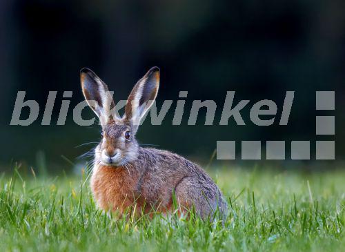 blickwinkel - Europaeischer Hase, Europaeischer Feldhase (Lepus ...