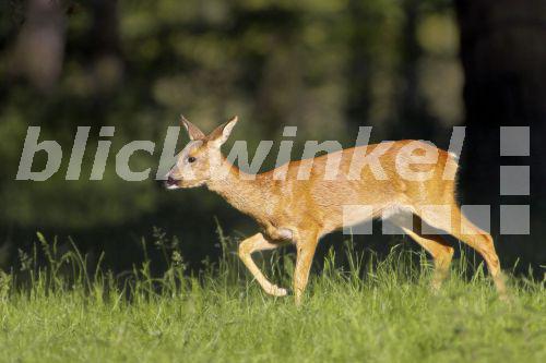 blickwinkel - Europaeisches Reh (Capreolus capreolus), auf Wiese ...
