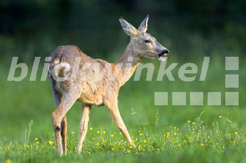 blickwinkel - Europaeisches Reh (Capreolus capreolus), auf Wiese ...