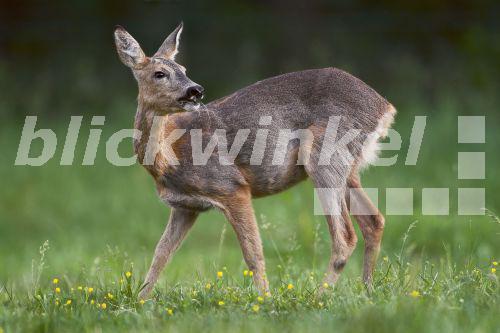 blickwinkel - Europaeisches Reh (Capreolus capreolus), aesend auf Wiese ...
