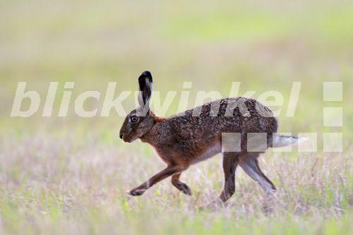 blickwinkel - Europaeischer Hase, Europaeischer Feldhase (Lepus ...
