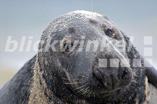 blickwinkel - Kegelrobbe, Kegel-Robbe (Halichoerus grypus), Maennchen ...