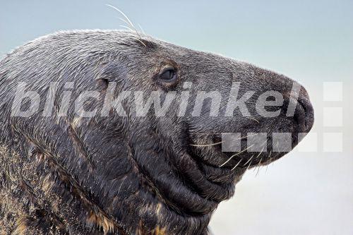 blickwinkel - Kegelrobbe, Kegel-Robbe (Halichoerus grypus), Maennchen ...