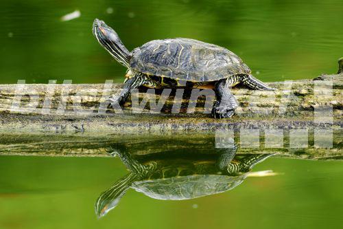 blickwinkel - Rotwangen-Schmuckschildkroete (Pseudemys scripta elegans ...