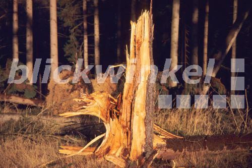 blickwinkel - Gemeine Fichte, Rottanne, Gewoehnliche Fichte (Picea ...