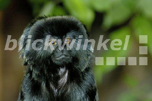 blickwinkel - Springtamarin, Spring-Tamarin, Callimico (Callimico ...