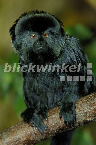 blickwinkel - Springtamarin, Spring-Tamarin, Callimico (Callimico ...