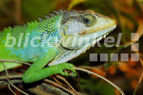 blickwinkel - Peruanischer Buntleguan, Peruanischer Bunt-Leguan ...