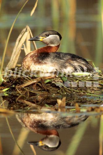 blickwinkel - Zwergtaucher, Zwerg-Taucher (Podiceps ruficollis ...