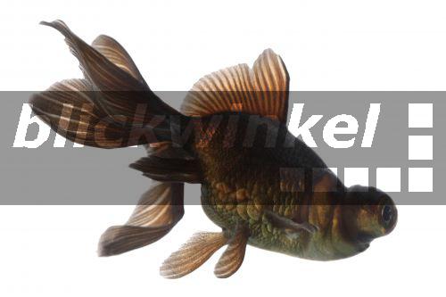 blickwinkel - Goldfisch, Goldkarausche, Schwarzer Schleierschwanz ...