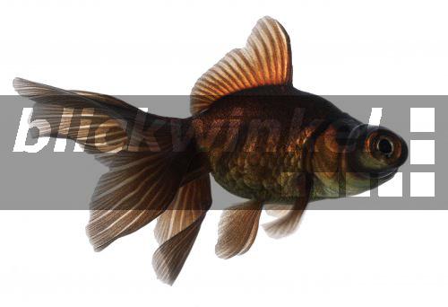 blickwinkel - Goldfisch, Goldkarausche, Schwarzer Schleierschwanz ...