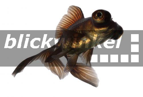 blickwinkel - Goldfisch, Goldkarausche, Schwarzer Schleierschwanz ...