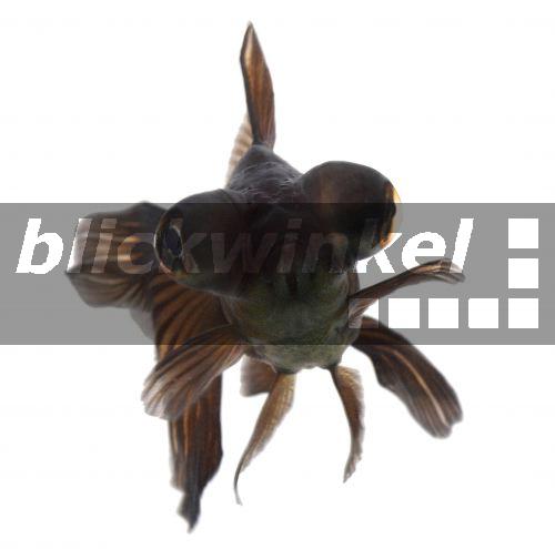 blickwinkel - Goldfisch, Goldkarausche, Schwarzer Schleierschwanz ...