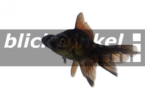 blickwinkel - Goldfisch, Goldkarausche, Schwarzer Schleierschwanz ...
