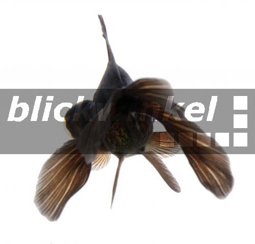 blickwinkel - Goldfisch, Goldkarausche, Schwarzer Schleierschwanz ...