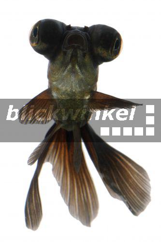 blickwinkel - Goldfisch, Goldkarausche, Schwarzer Schleierschwanz ...