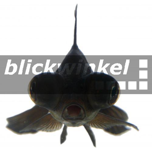blickwinkel - Goldfisch, Goldkarausche, Schwarzer Schleierschwanz ...
