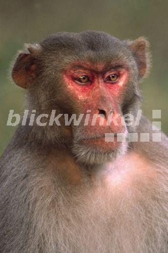 blickwinkel - Rhesusaffe, Rhesusmakak (Macaca mulatta), Portrait ...