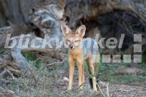 blickwinkel - Kapfuchs, Kap-Fuchs, Kamafuchs, Kama-Fuchs ...