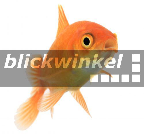 blickwinkel - Goldfisch, Goldkarausche (Carassius auratus), Portraet ...