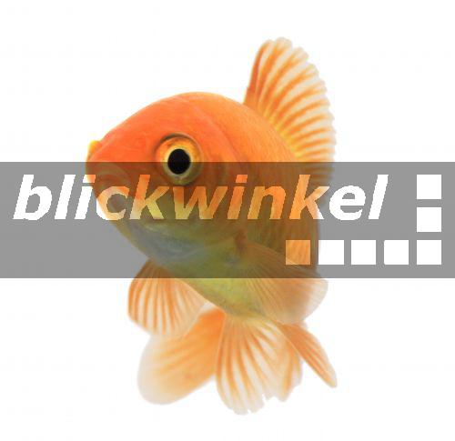 blickwinkel - Goldfisch, Goldkarausche (Carassius auratus), Portraet ...