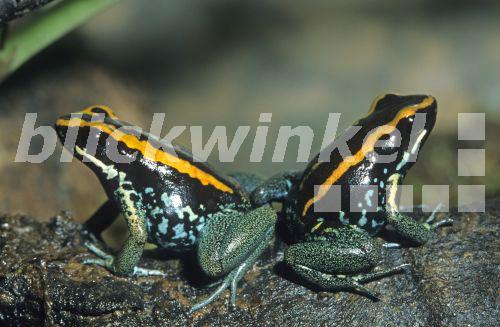 blickwinkel - Baumsteigerfrosch, Farbfrosch, Pfeilgiftfrosch ...