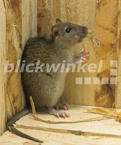 blickwinkel - Wanderratte, Wander-Ratte (Rattus norvegicus), in einer ...