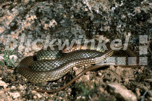 blickwinkel - Kaspische Pfeilnatter, Kaspische Pfeil-Natter, Kaspische ...