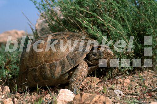 blickwinkel - Zagros-Landschildkroete, Zagroslandschildkroete ...