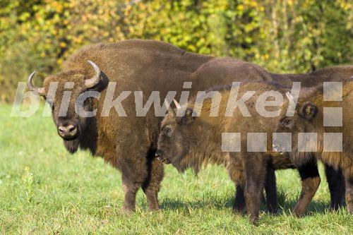 blickwinkel - Wisent, Europaeisches Bison (Bison bonasus), Adultes Tier ...