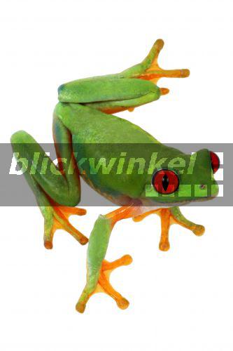 blickwinkel - Rotaugenfrosch, Rotaugen-Laubfrosch, Rotaugenlaubfrosch ...