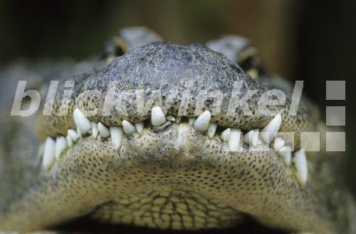 blickwinkel - Mississippi-Alligator, Mississippialligator (Alligator ...