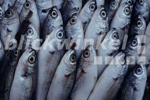 blickwinkel - Hering, Atlantischer Hering (Clupea harengus), frisch ...