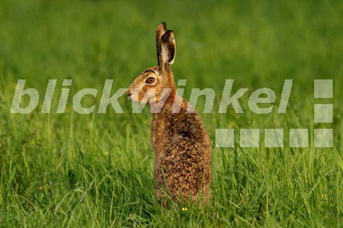 blickwinkel - Europaeischer Hase, Europaeischer Feldhase (Lepus ...