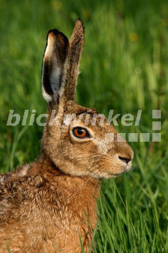 blickwinkel - Europaeischer Hase, Europaeischer Feldhase (Lepus ...