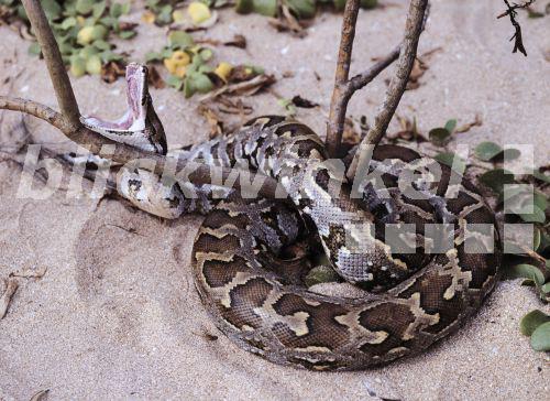 blickwinkel - Tigerpython, Tiger-Python (Python molurus), am Strand, Sri Lanka - Burmese python ...
