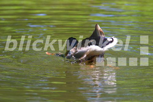blickwinkel - Stockente, Stock-Ente (Anas platyrhynchos), Paarung ...