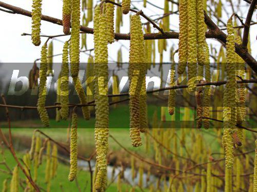 blickwinkel - Gewoehnliche Haselnuss, Hasel, Haselstrauch (Corylus ...