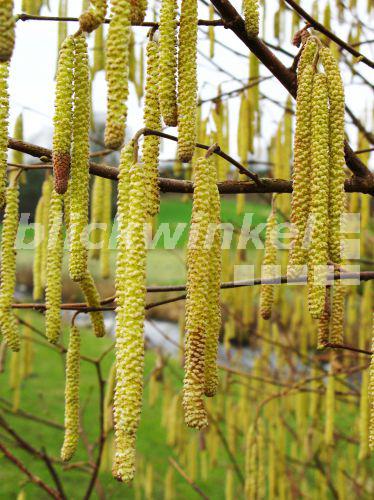 blickwinkel - Gewoehnliche Haselnuss, Hasel, Haselstrauch (Corylus ...