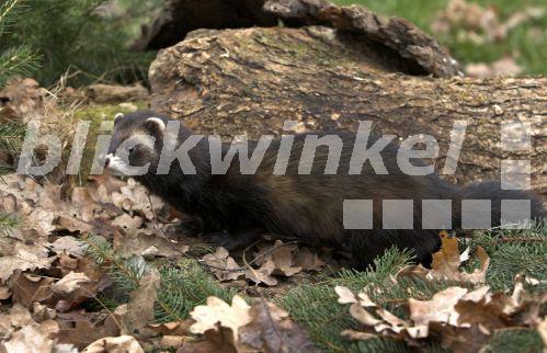blickwinkel - Europaeischer Iltis, Waldiltis (Mustela putorius), vor ...