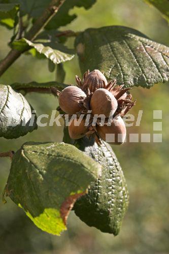 blickwinkel - Gewoehnliche Haselnuss, Hasel, Haselstrauch (Corylus ...
