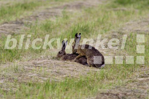 blickwinkel - Europaeischer Hase, Europaeischer Feldhase (Lepus ...