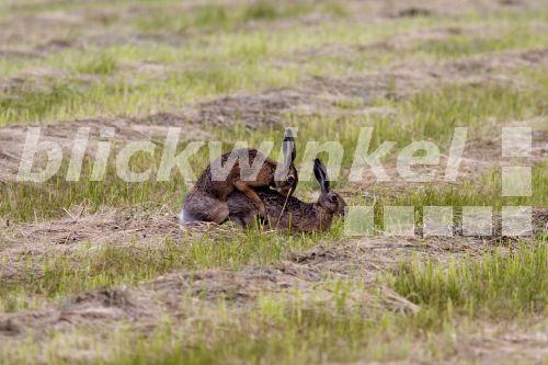 blickwinkel - Europaeischer Hase, Europaeischer Feldhase (Lepus ...
