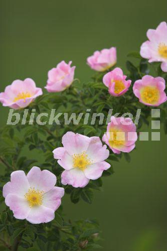 blickwinkel - Hunds-Rose, Hundsrose, Hecken-Rose, Heckenrose, Wildrose ...
