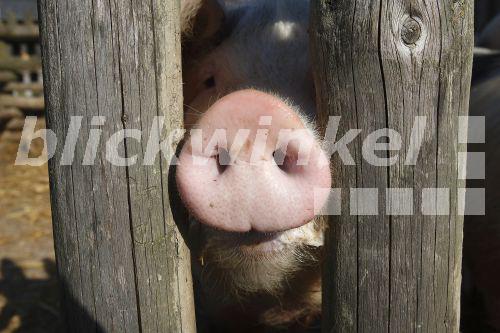 blickwinkel - Hausschwein, Haus-Schwein (Sus scrofa f. domestica ...