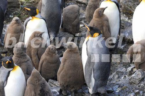 blickwinkel - Koenigspinguin, Koenigs-Pinguin (Aptenodytes patagonicus ...