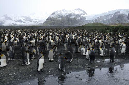 blickwinkel - Koenigspinguin, Koenigs-Pinguin (Aptenodytes patagonicus ...