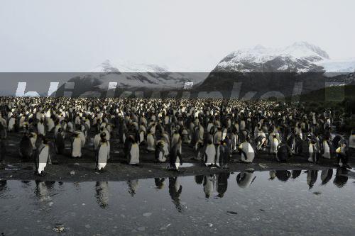 blickwinkel - Koenigspinguin, Koenigs-Pinguin (Aptenodytes patagonicus ...