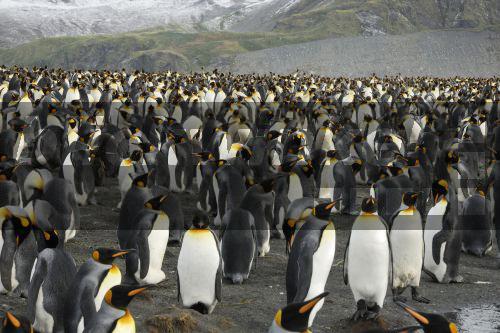 blickwinkel - Koenigspinguin, Koenigs-Pinguin (Aptenodytes patagonicus ...