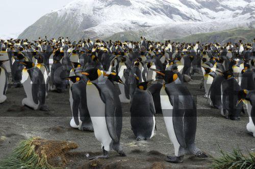 blickwinkel - Koenigspinguin, Koenigs-Pinguin (Aptenodytes patagonicus ...